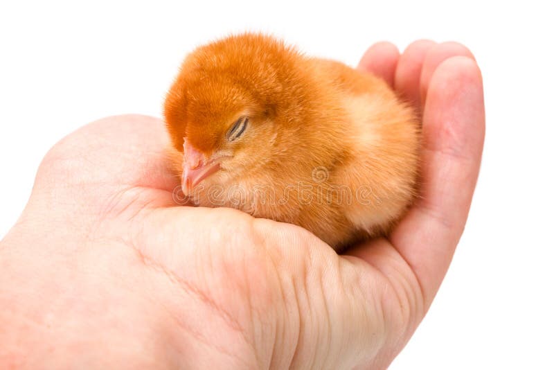 Sleeping Newborn Chicken Sitting in Human Hand Stock Photo - Image of ...