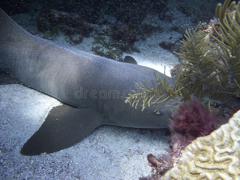 Sleeping nurse shark stock image. Image of mexico, rocks - 21850473