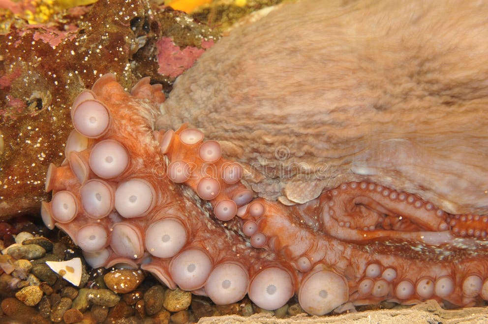 Sleeping Octopus stock photo. Image of exotic, devilfish - 22185996