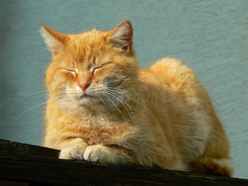17,667 Orange Sleeping Cat Stock Photos - Free & Royalty-Free Stock ...