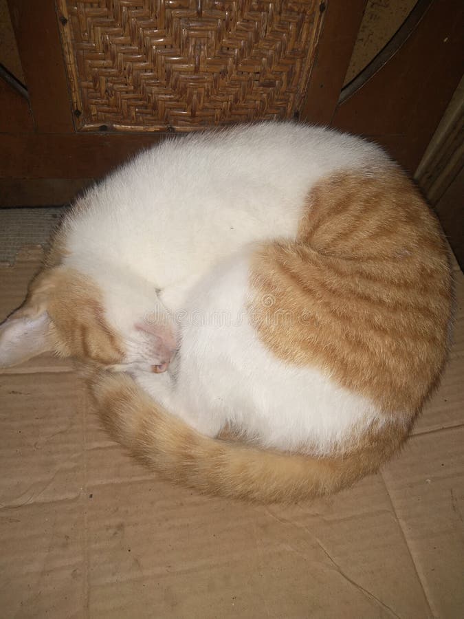 Sleeping Orange Cat stock image. Image of oyen, tidur - 263957191