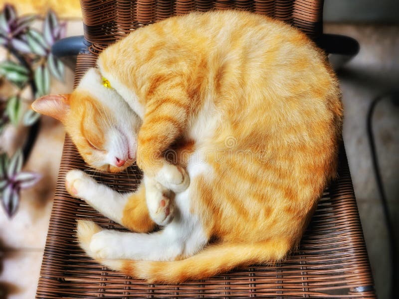 Sleeping Orange Cat on the Brown Chair Like Pikachu Stock Photo - Image ...