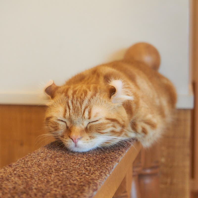 A Sleeping Orange Tabby Scottish Fold Cat Stock Photo - Image of tabby ...