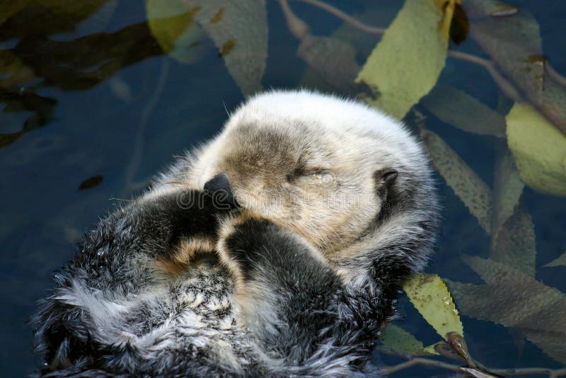 Sleeping otter stock image. Image of soft, surface, portrait - 7869613