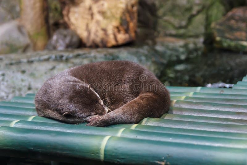 Sleeping Otter stock image. Image of cute, relaxation - 58370579
