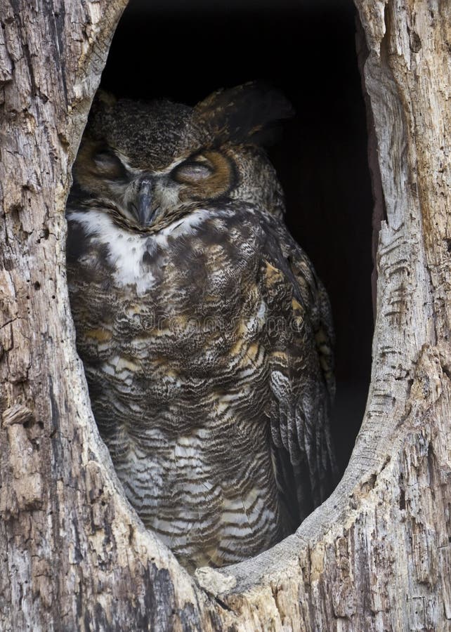 Sleeping Owl stock photo. Image of hiding, plumage, asleep - 19141822
