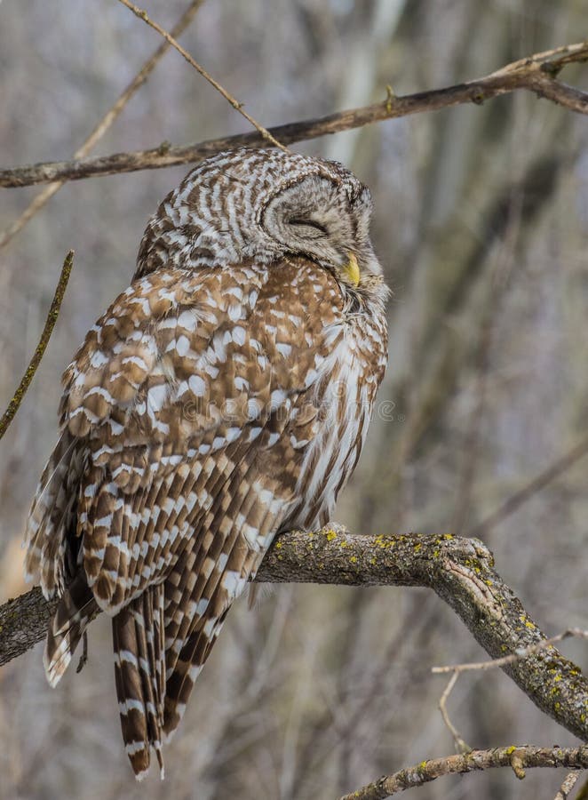 344 Sleeping Cute Owl Stock Photos - Free & Royalty-Free Stock Photos ...