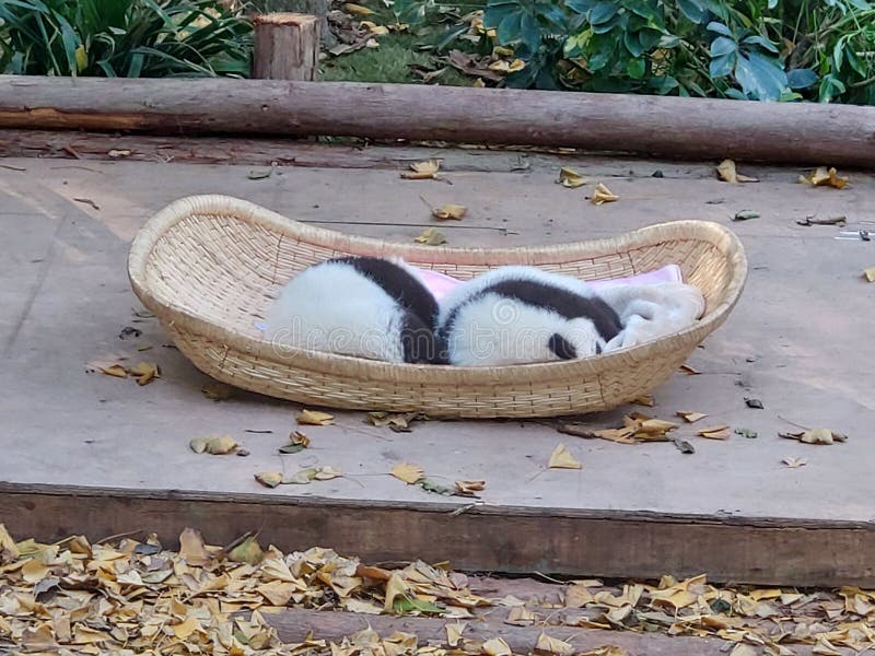 Sleeping Panda Babies in a Basket Stock Photo - Image of garden, panda ...