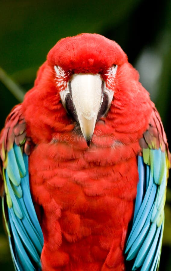 Sleeping Parrot stock image. Image of bird, beak, yellow - 11277489