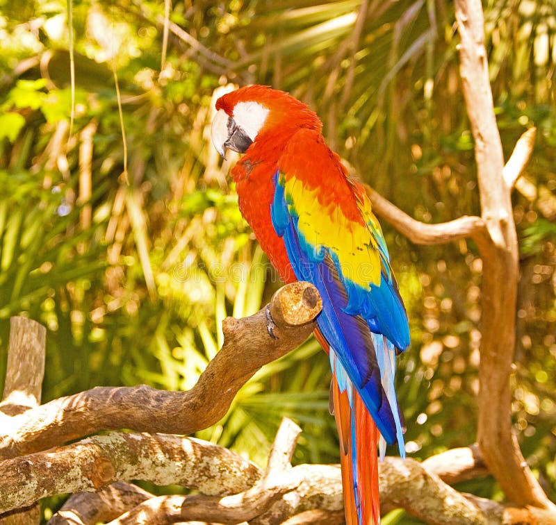 Sleeping Parrot stock photo. Image of nature, branch - 21179822