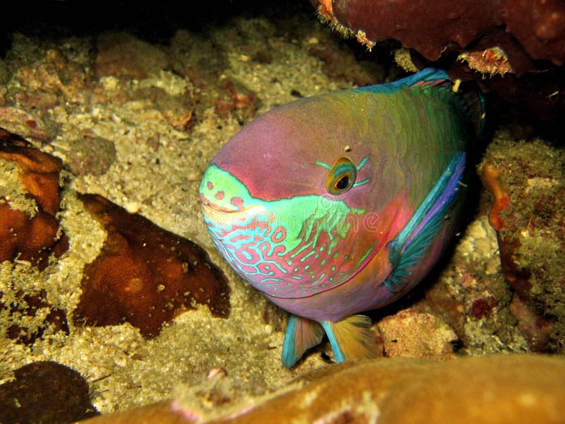 Parrotfish stock image. Image of marine, fish, underwater - 300595