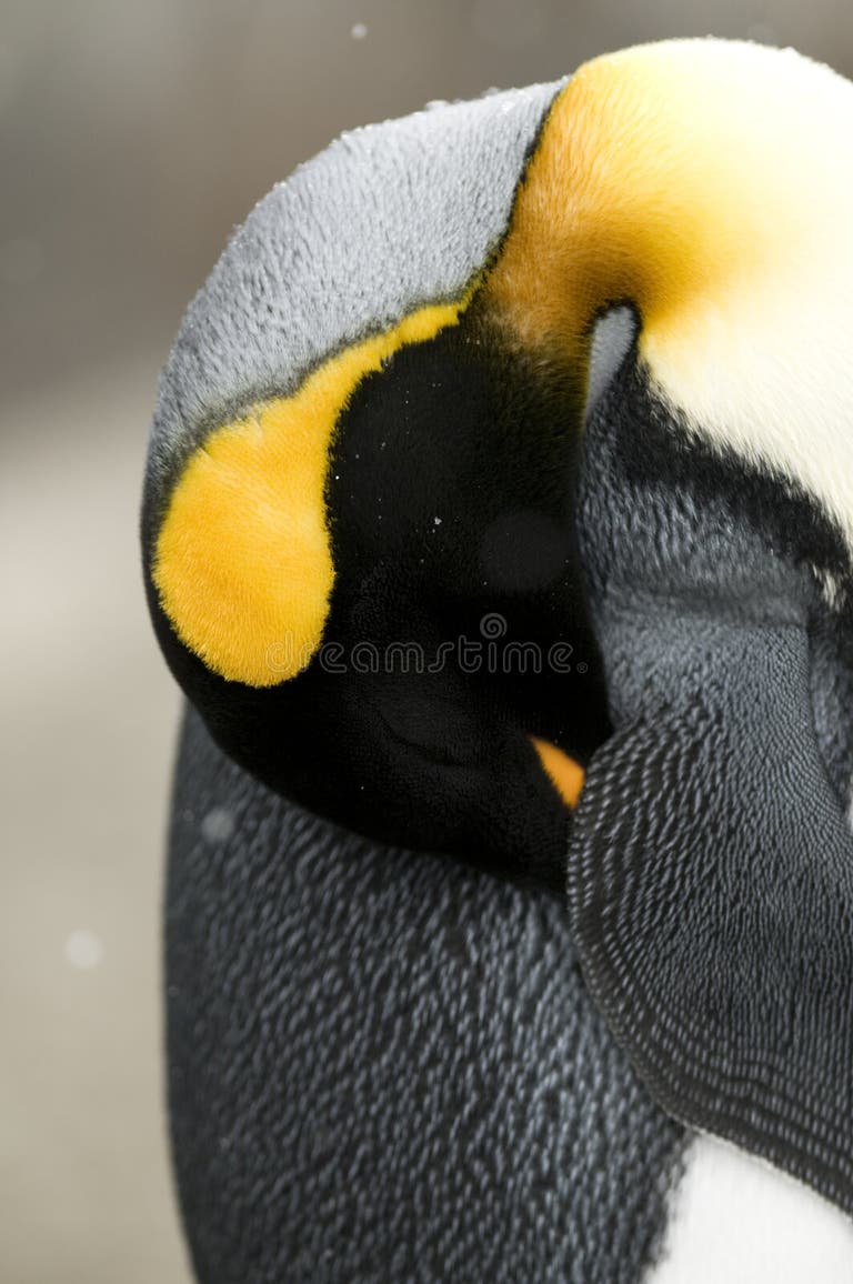 400 Sleeping Penguin Stock Photos - Free & Royalty-Free Stock Photos ...