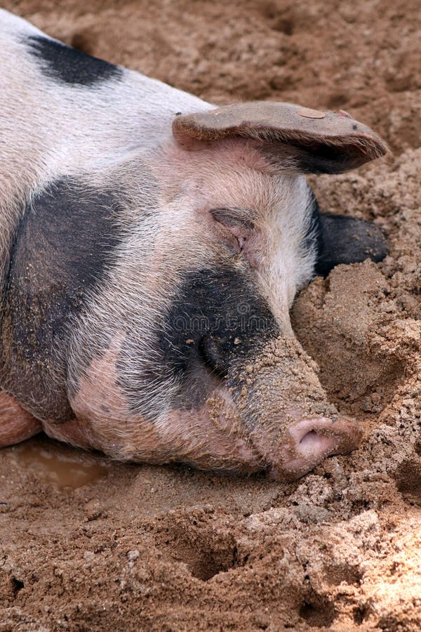 Sleeping Pig stock photo. Image of mammal, dirt, animals - 21369154