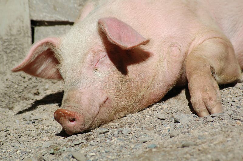 3,576 Sleeping Pig Stock Photos - Free & Royalty-Free Stock Photos from ...