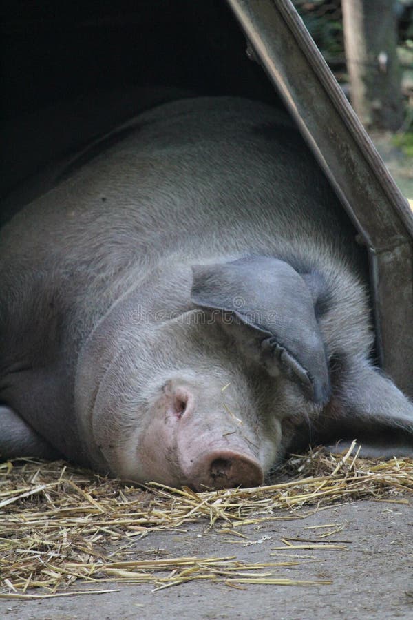 3,122 Sleeping Pig Stock Photos - Free & Royalty-Free Stock Photos from ...