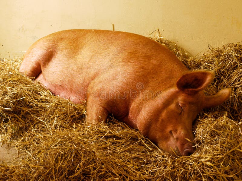 215 Lazy Pig Sleeping Stock Photos - Free & Royalty-Free Stock Photos ...
