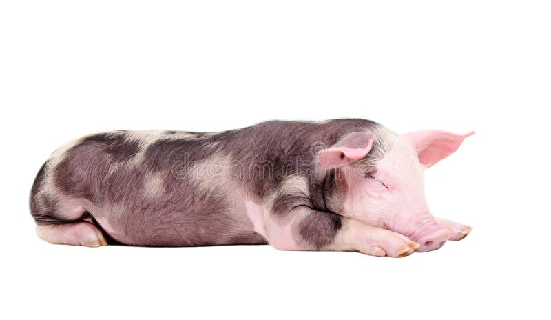 Cheerful piglet. stock photo. Image of suck, bacon, close - 1757064
