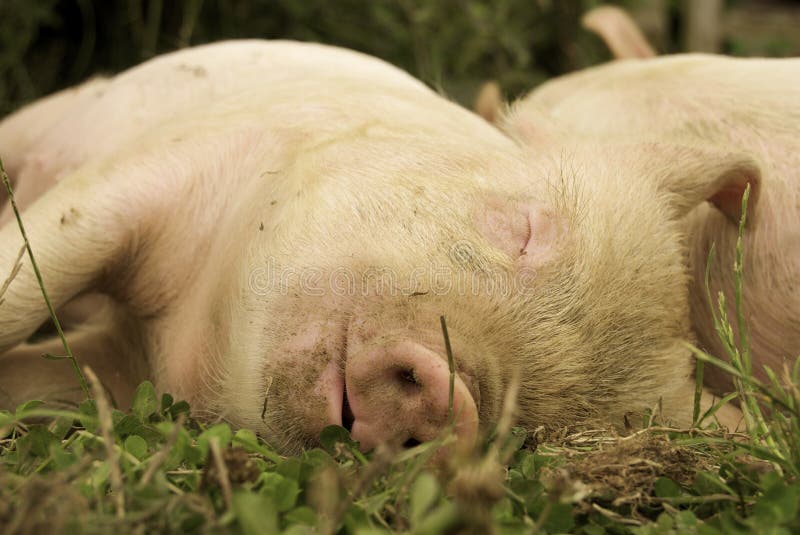 Sleeping Piglets stock image. Image of free, cute, sleeping - 15658217