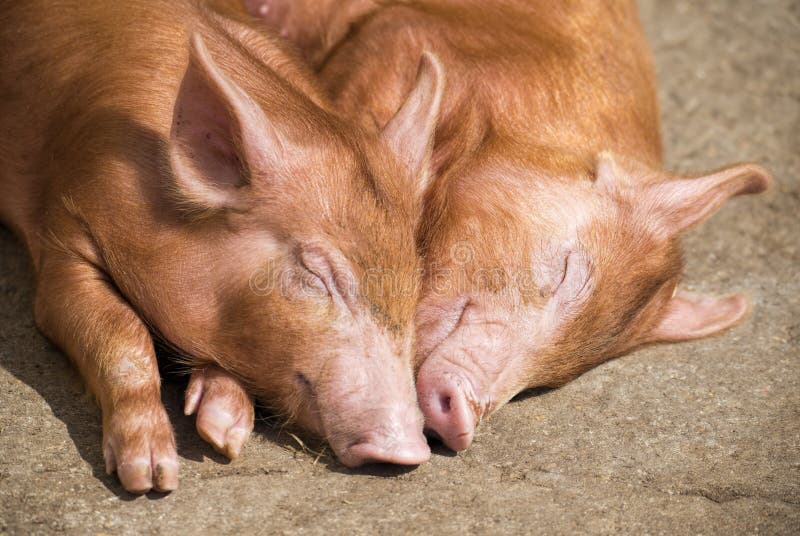 5+ Pigs asleep Free Stock Photos - StockFreeImages