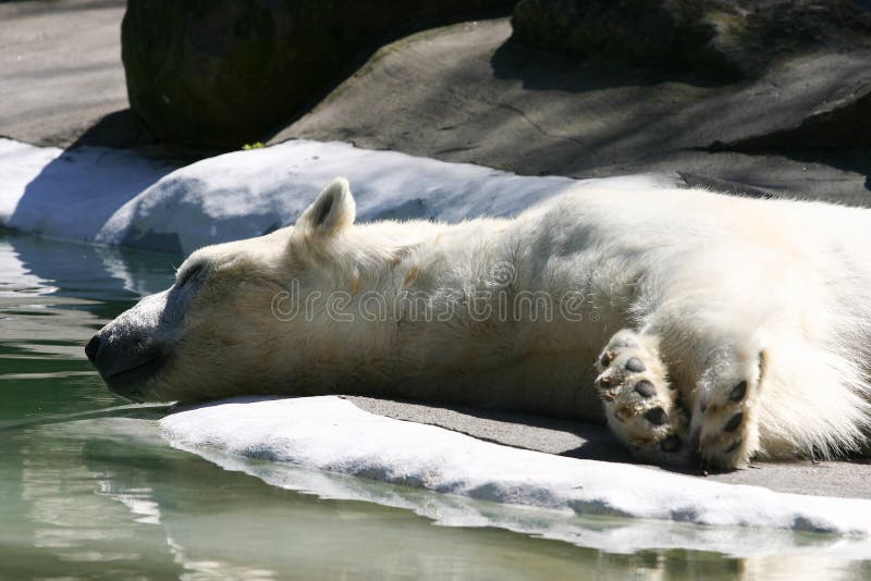 Sleeping Polar Bear stock image. Image of coke, polar, bronx - 256541