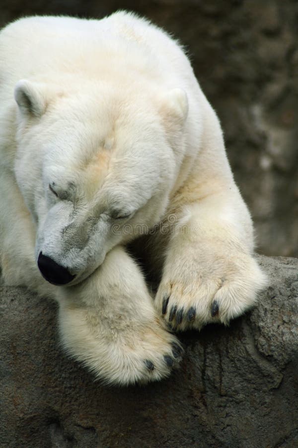 Ice bear stock photo. Image of norway, bear, floes, polar - 17012