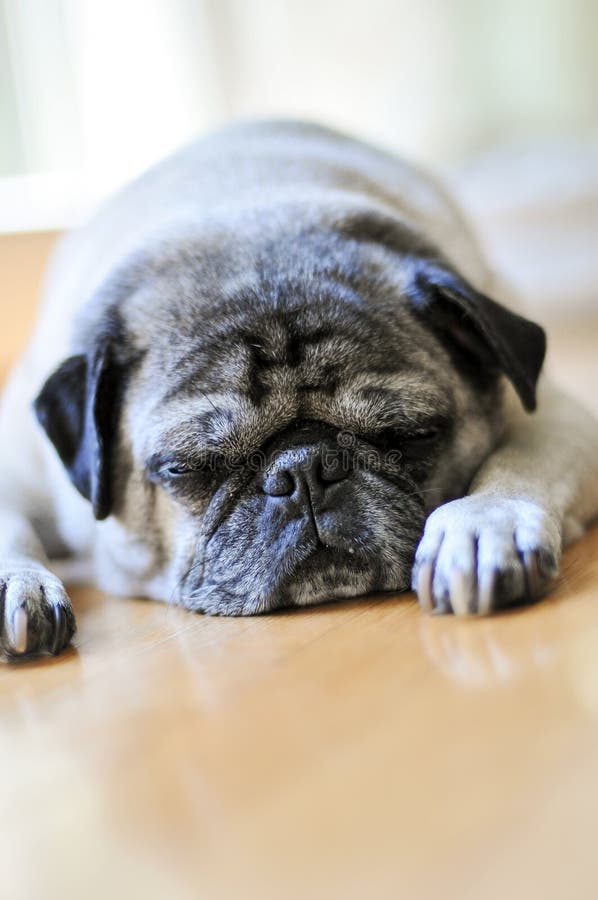 Sleepy Pugs stock photo. Image of small, sleep, sleepy - 18357746