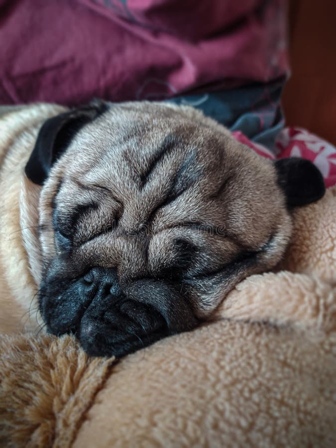 Sleeping pug puppy stock photo. Image of young, doggy - 212350040