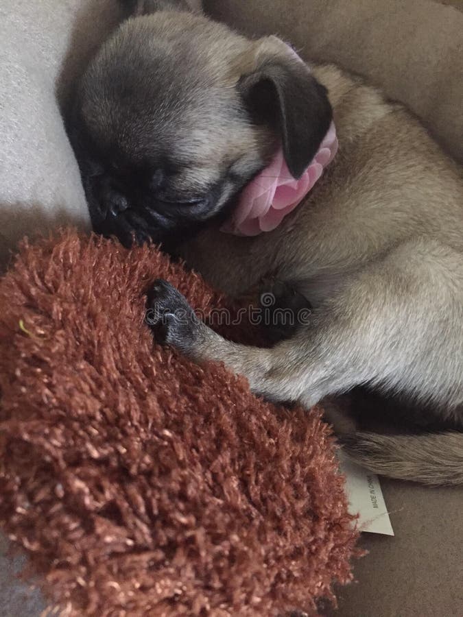 Sleeping Pug stock image. Image of sleeping, cute, puppy - 147217535