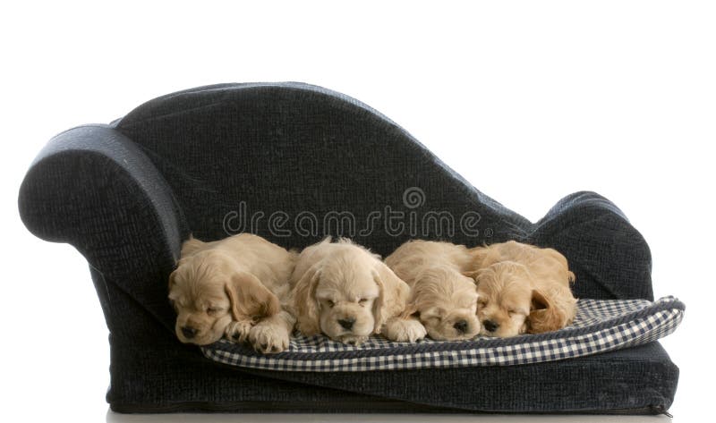 Jolly family sleeping stock image. Image of affectionate - 12684251