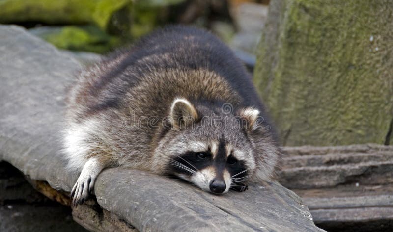 Sleeping raccoon stock image. Image of wild, raccoon - 13189933