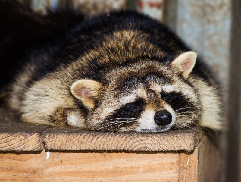 Raccoons Where To Sleep