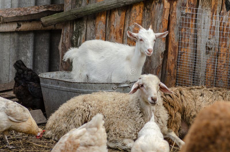 Sleeping Rams and a White Goat in a Metal Bath Stock Photo - Image of ...