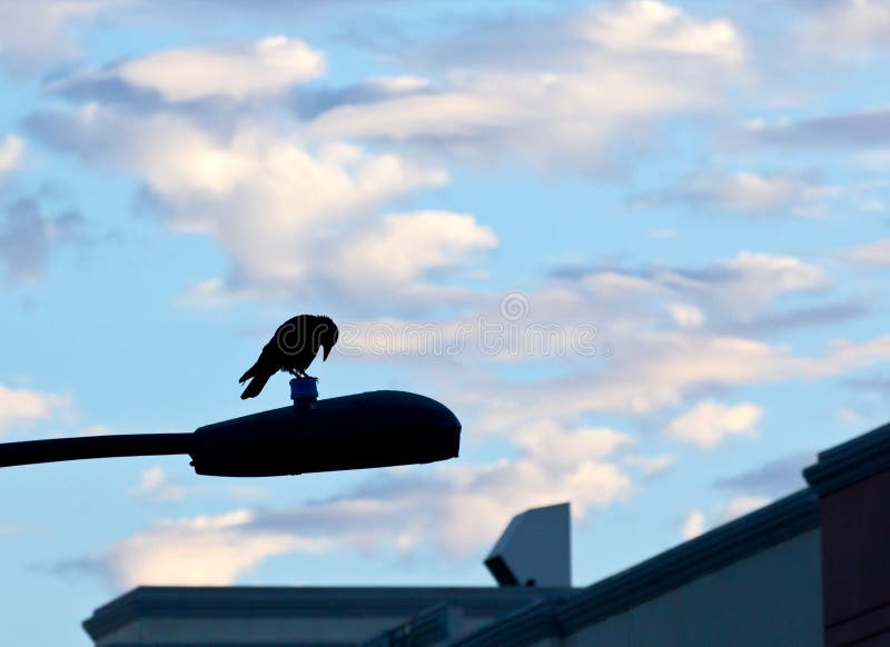 Sleeping Raven on Light Post Stock Photo - Image of morning, clouds ...