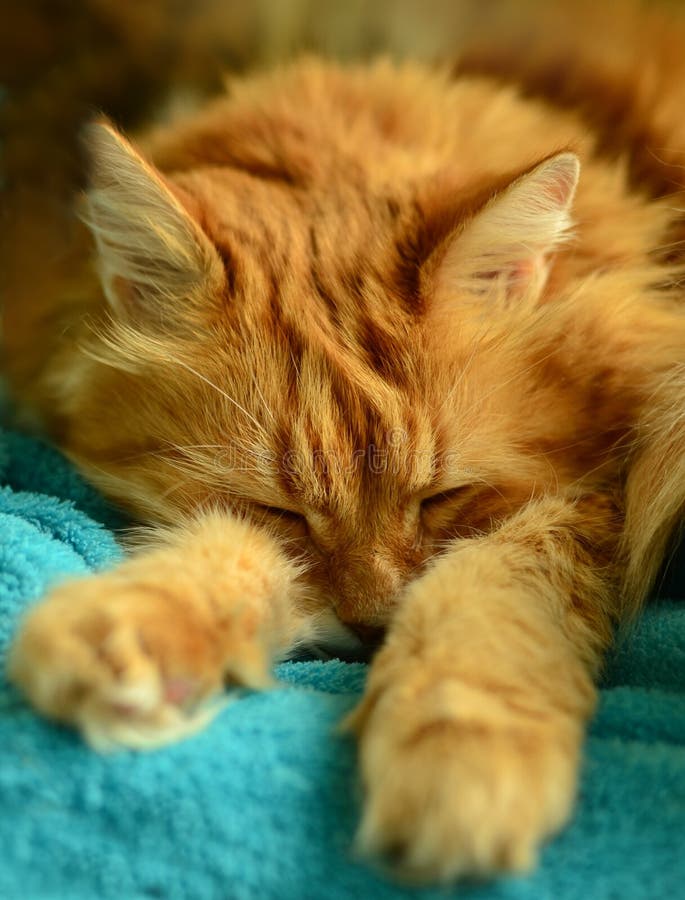 Fluffy red cat stock photo. Image of pretty, face, sight - 63881306