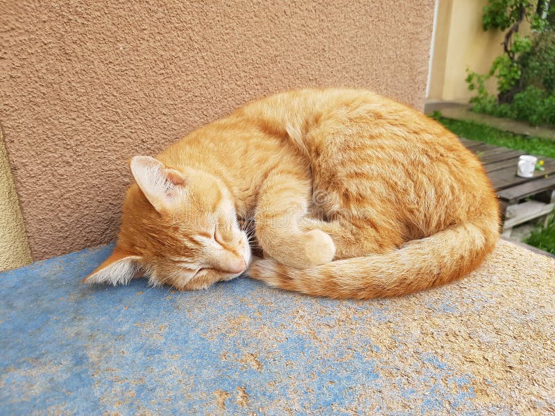 Sleeping red cat stock image. Image of purr, lying, rest - 107063113