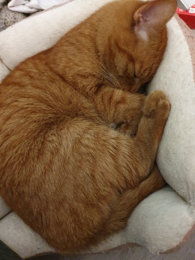 Sleeping red cat stock image. Image of sleeping, huisdier - 164390865