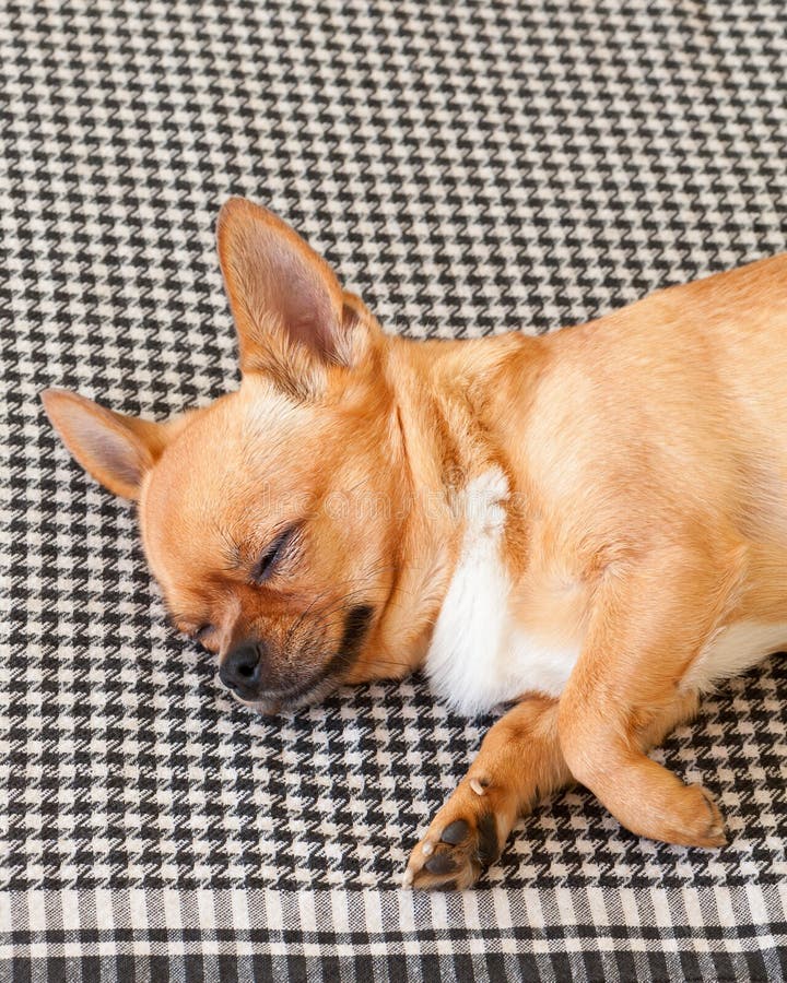 Sleeping Red Chihuahua Dog on Shemagh Pattern Background. Stock Photo ...