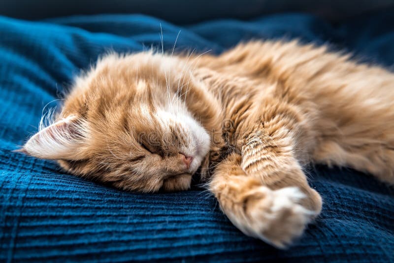 Sleeping red fluffy cat stock image. Image of exotic - 231296689