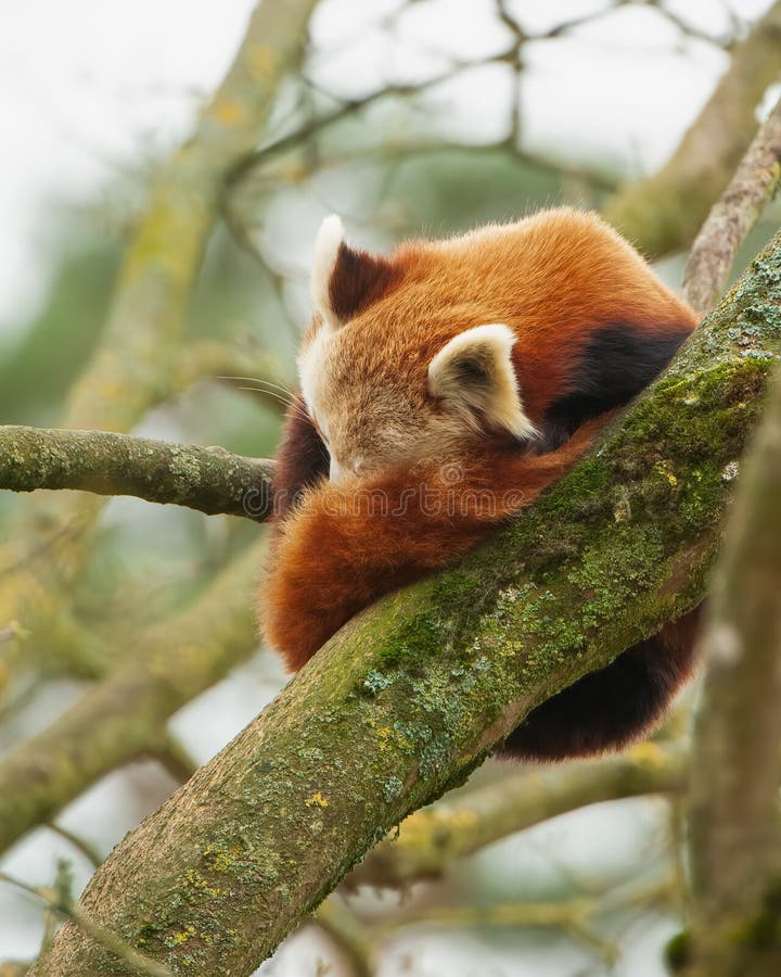 Sleeping Red Panda Ailurus Fulgens, Curled Up on Winter Branch Stock ...