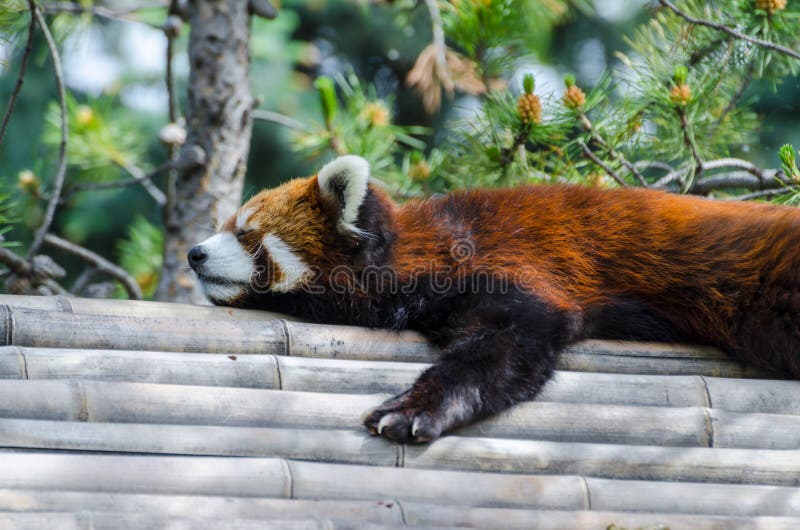 Sleeping Red Panda stock image. Image of asian, mountains - 43762213