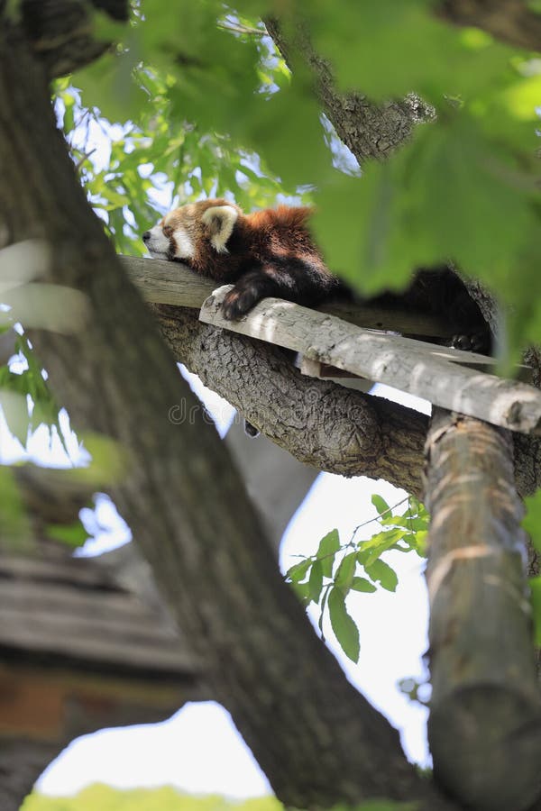 Sleeping red panda stock photo. Image of lesser, sleeping - 219414766