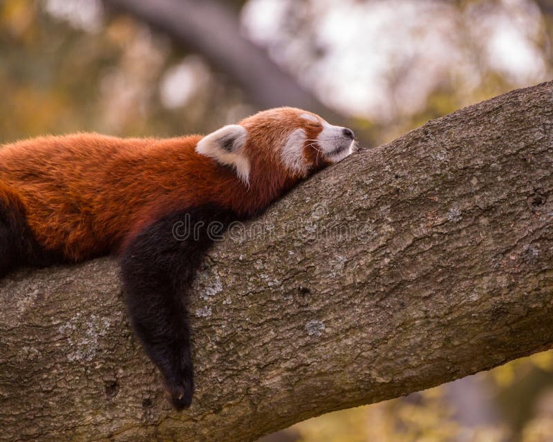 Sleeping red panda stock image. Image of sleeping, white - 65575253