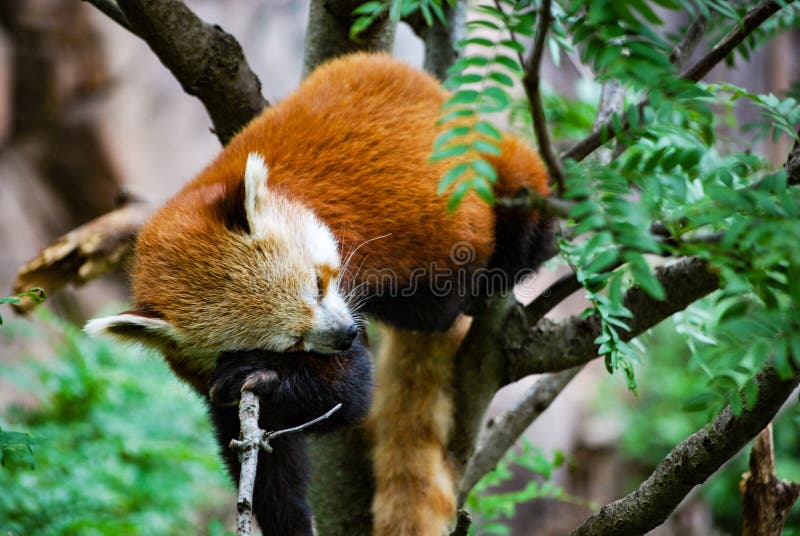 Sleeping Red Panda stock image. Image of cuddly, endangered - 176498885