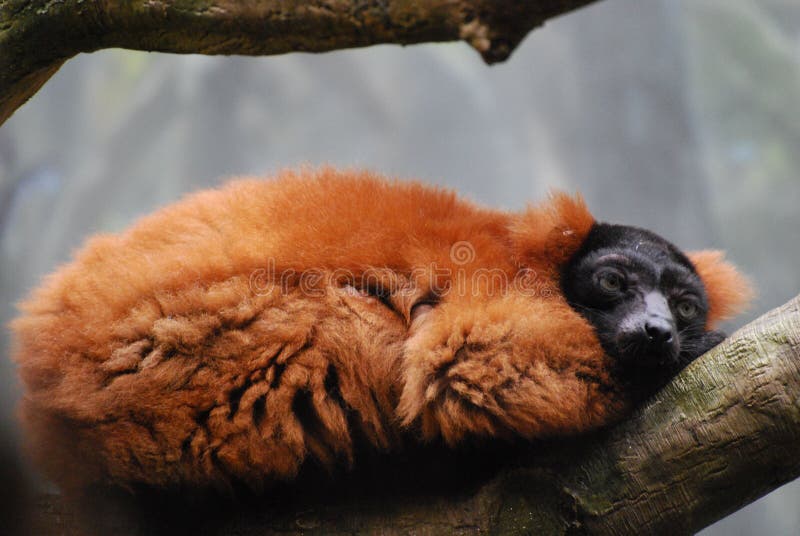 Sleeping Red Ruffed Lemur Curled Up in a Tree Stock Photo - Image of ...