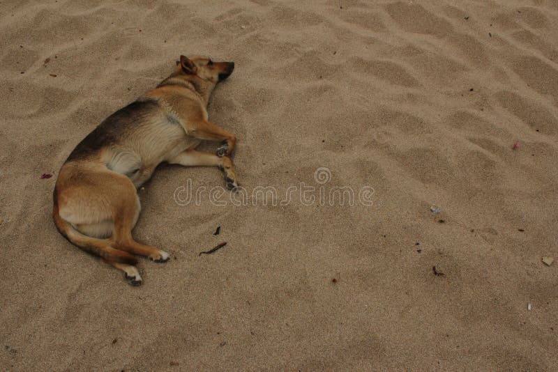 Sleeping Relaxed Dog on the Beach Sand Stock Photo - Image of bright ...