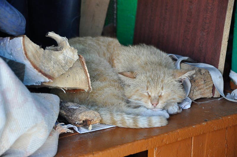 Sleeping rustic cat. stock image. Image of heap, birch - 81145847