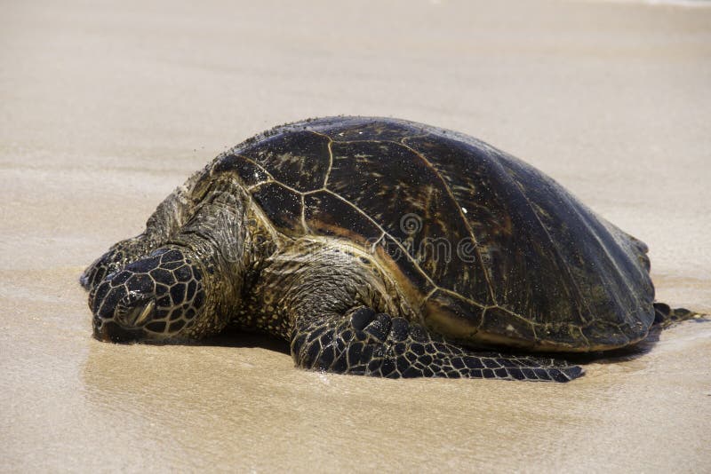 Sleeping Sea Turtle stock image. Image of sand, beach - 64684413