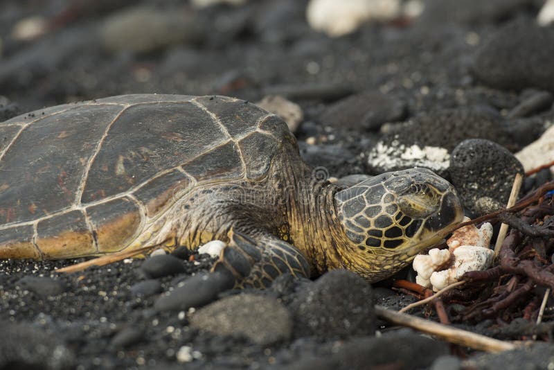 Sleeping Sea Turtle stock image. Image of island, kauai - 64684413