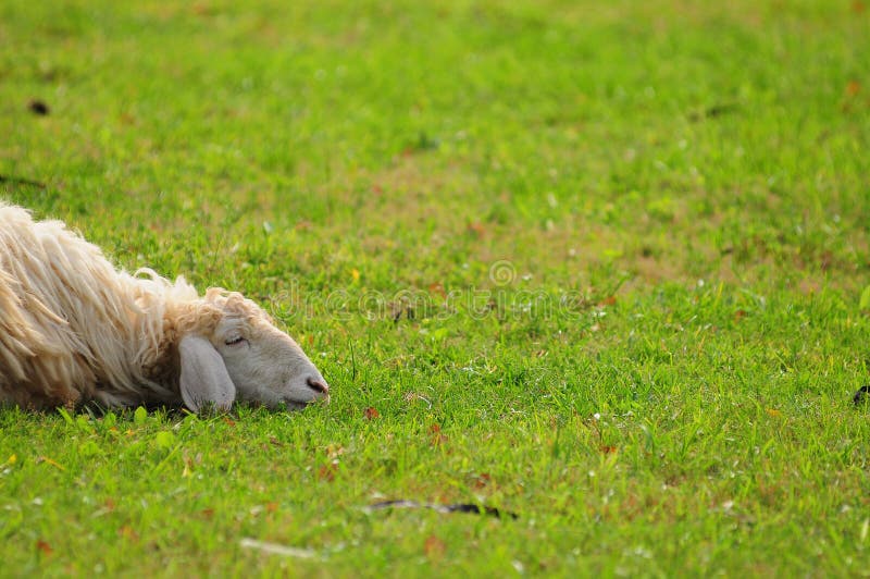 Sleeping sheep stock image. Image of comfortable, chillout - 14705023
