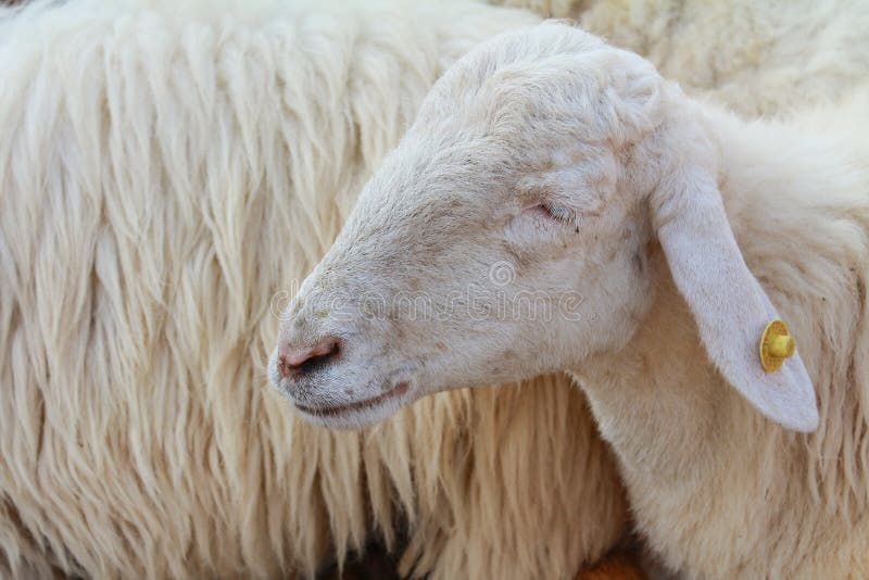A female awassi sheep stock image. Image of deiri, chordata - 28179079